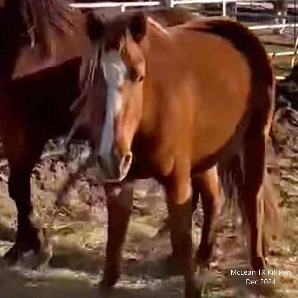 Noelle – Nirvana Mustang Sanctuary