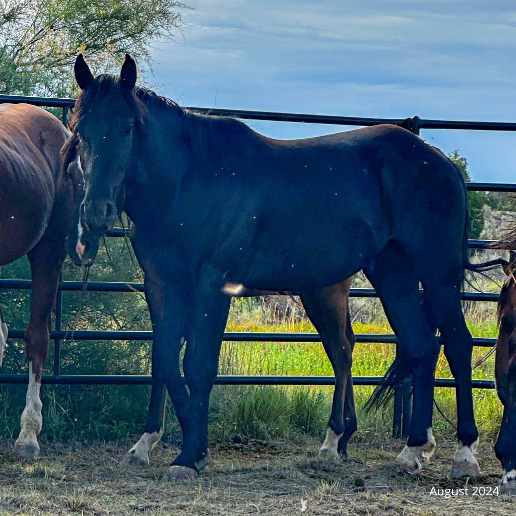 Coal the Alpine – Nirvana Mustang Sanctuary