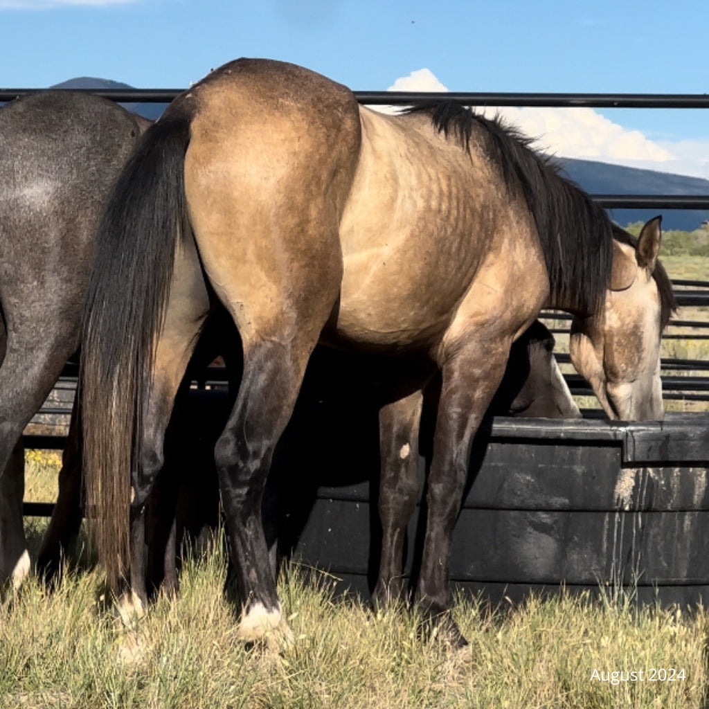Guy the Alpine – Nirvana Mustang Sanctuary