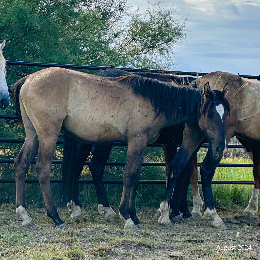 Asher the Alpine – Nirvana Mustang Sanctuary