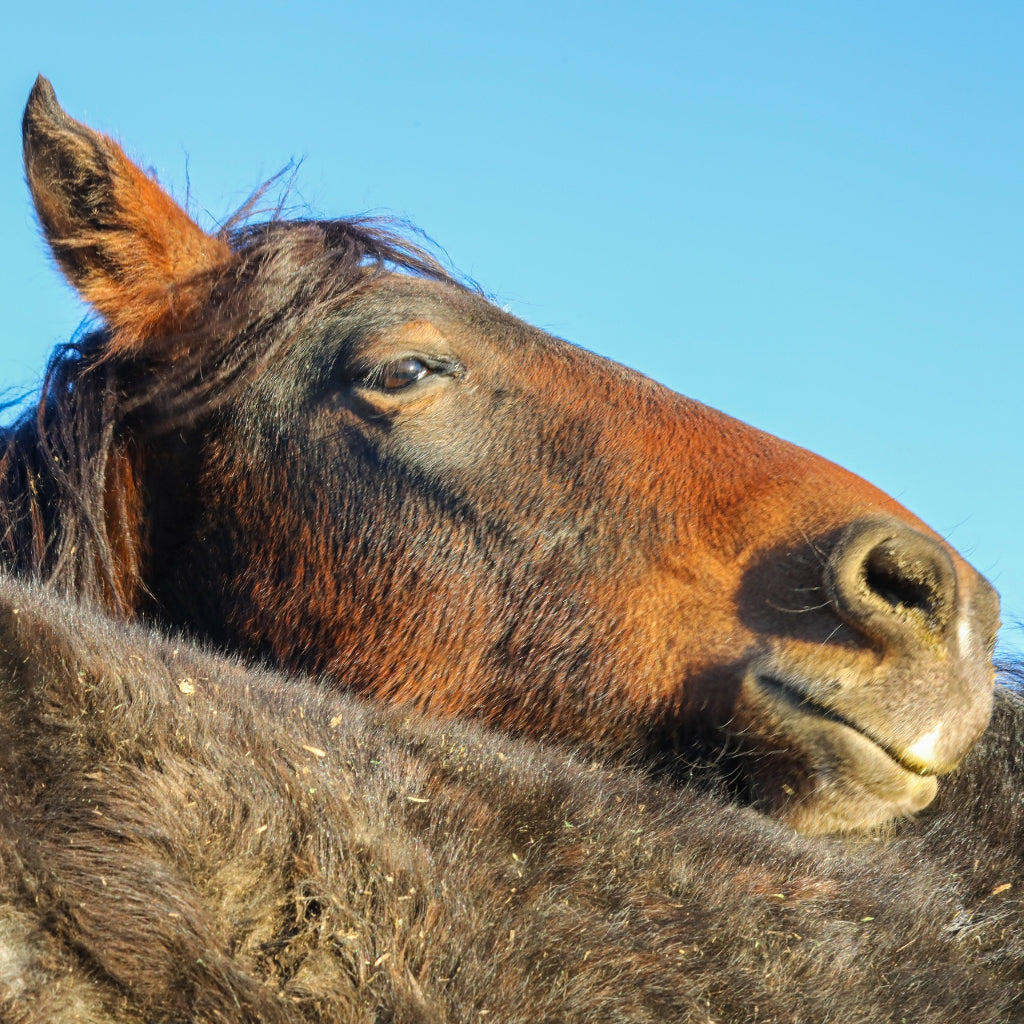 Flamingo the Alpine Wild Mare – Nirvana Mustang Sanctuary