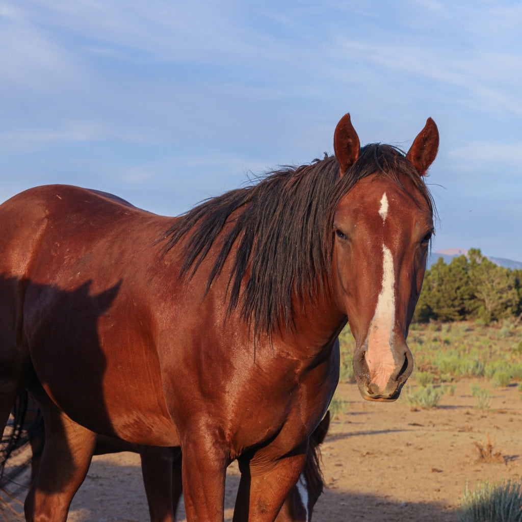 Tornado the Alpine Colt – Nirvana Mustang Sanctuary