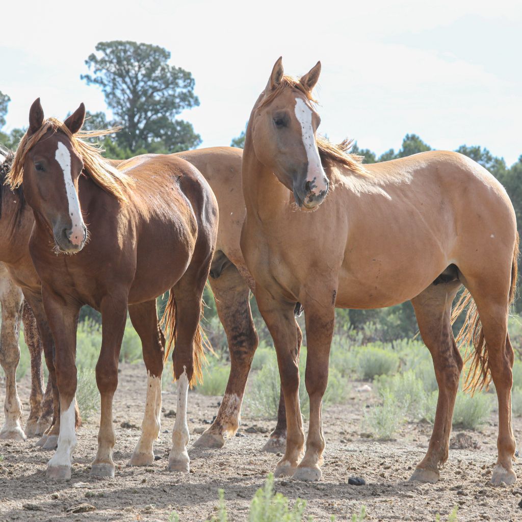 Alex the Alpine Colt – Nirvana Mustang Sanctuary
