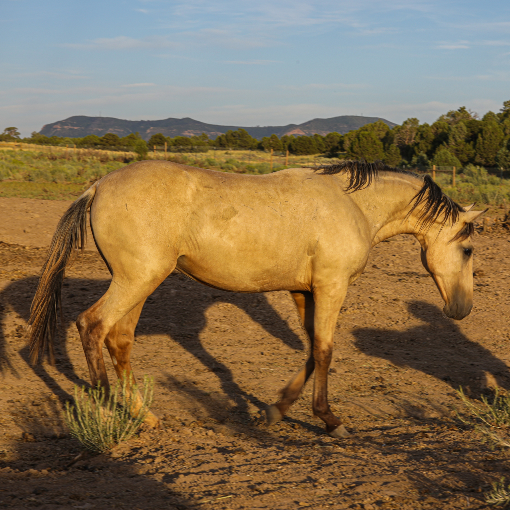 Jasmine the Alpine Mare – Nirvana Mustang Sanctuary