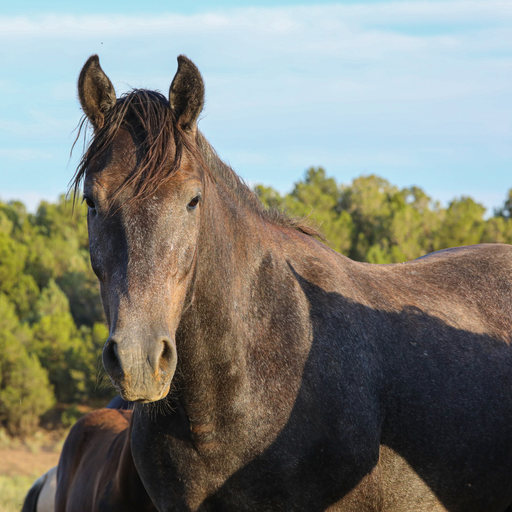 Maverick the Alpine Gelding – Nirvana Mustang Sanctuary
