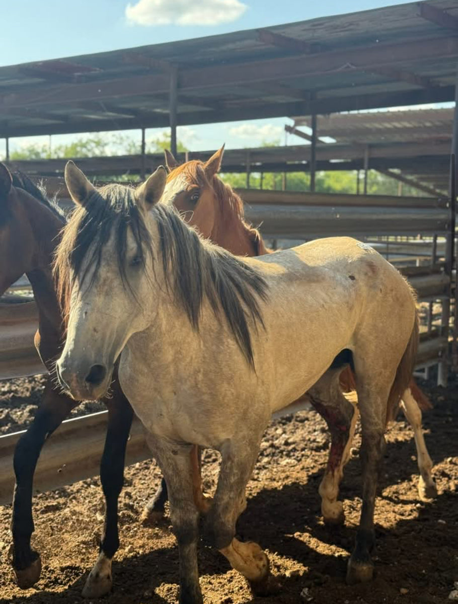 Stetson the Alpine – Nirvana Mustang Sanctuary
