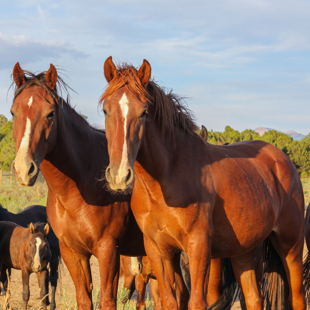 Solstice the Alpine Mare – Nirvana Mustang Sanctuary