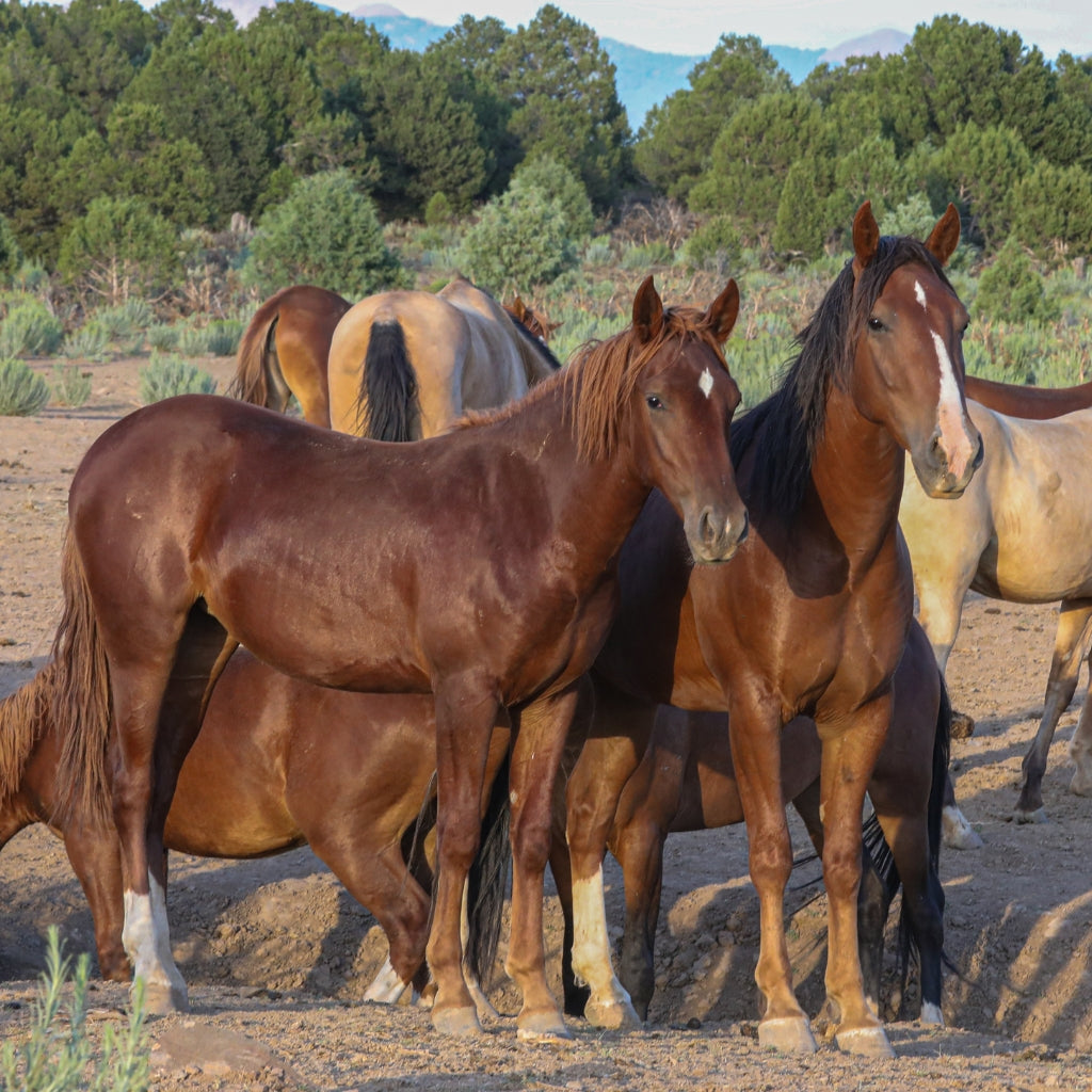 Tornado the Alpine Colt – Nirvana Mustang Sanctuary