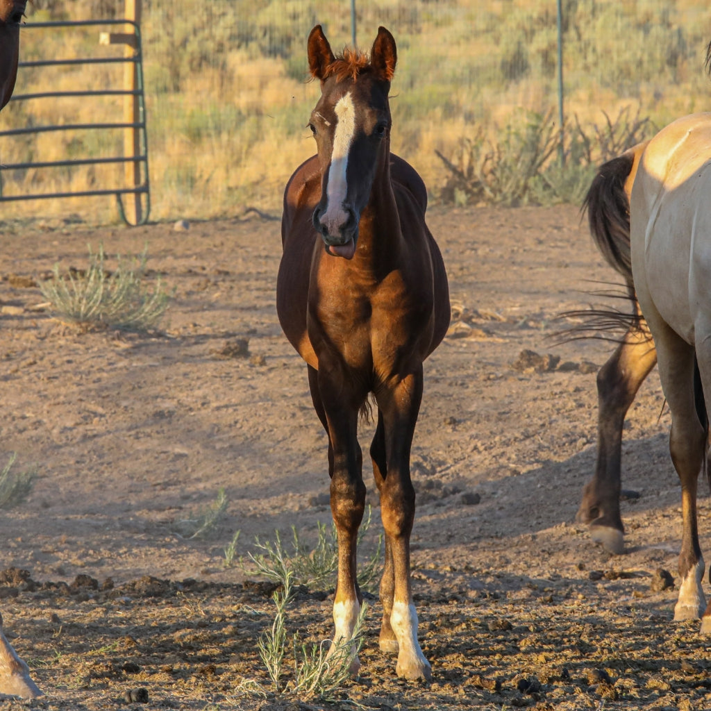 Sunshine the Alpine Filly – Nirvana Mustang Sanctuary