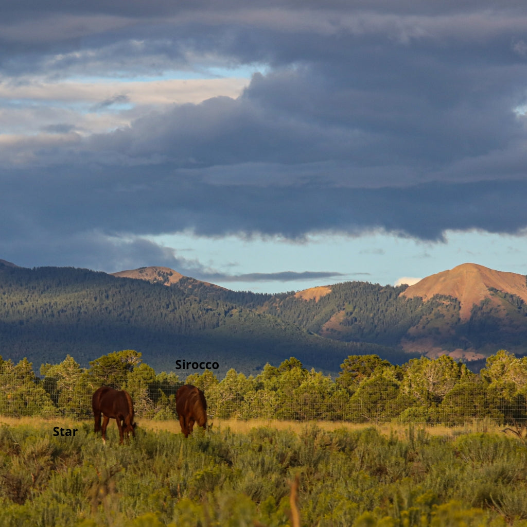 Sirocco the Alpine Mare – Nirvana Mustang Sanctuary