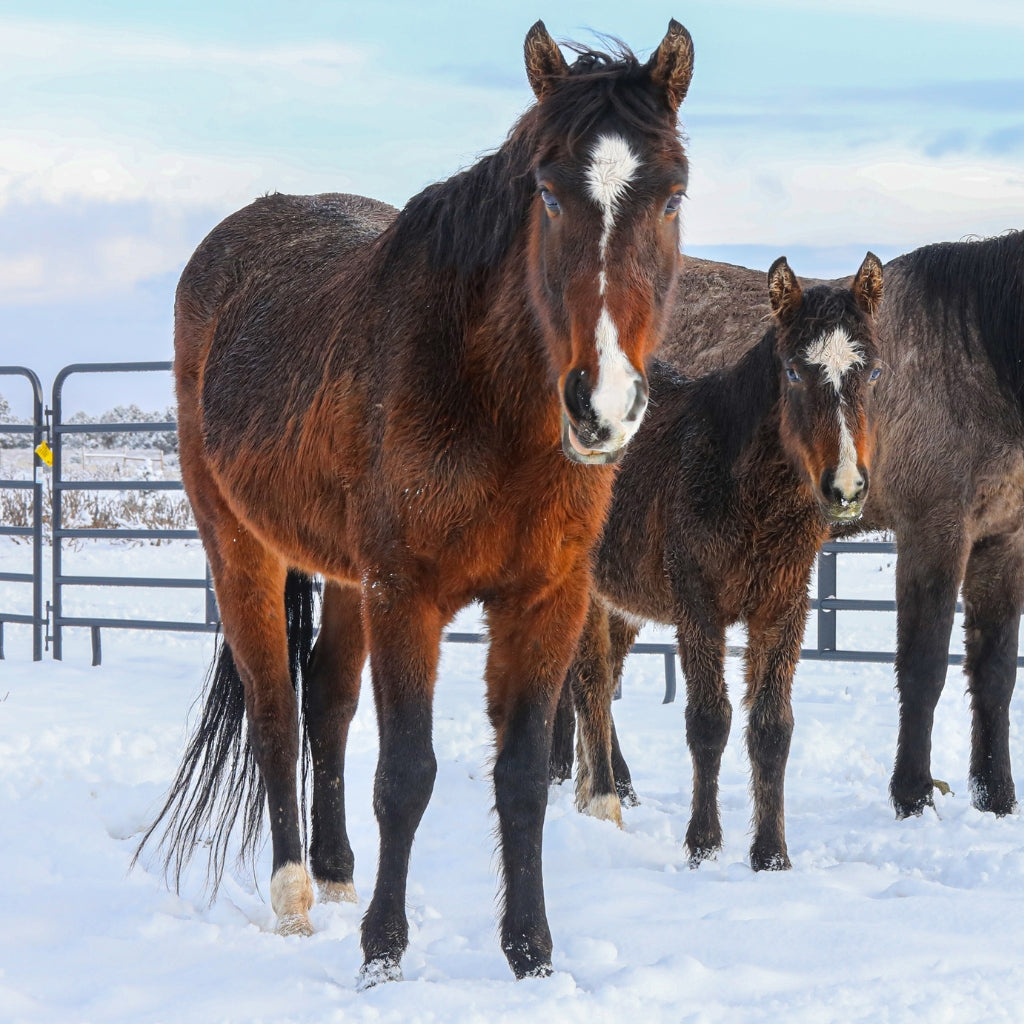 Swan the Alpine Mare – Nirvana Mustang Sanctuary