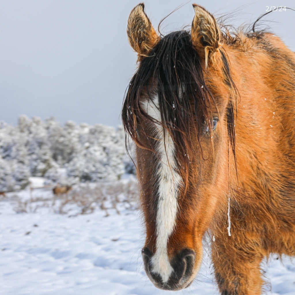 Muddy the Alpine Colt – Nirvana Mustang Sanctuary