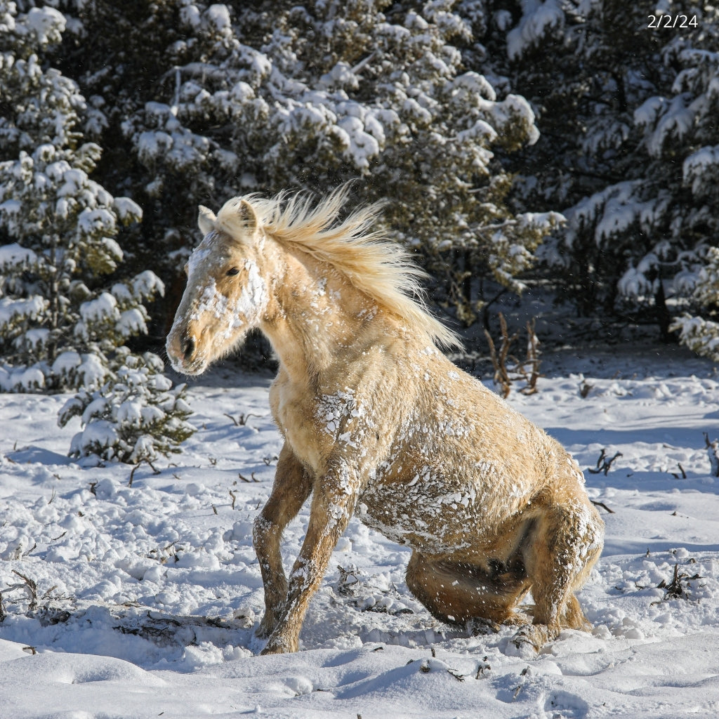 Marshmallow the Alpine Mare – Nirvana Mustang Sanctuary