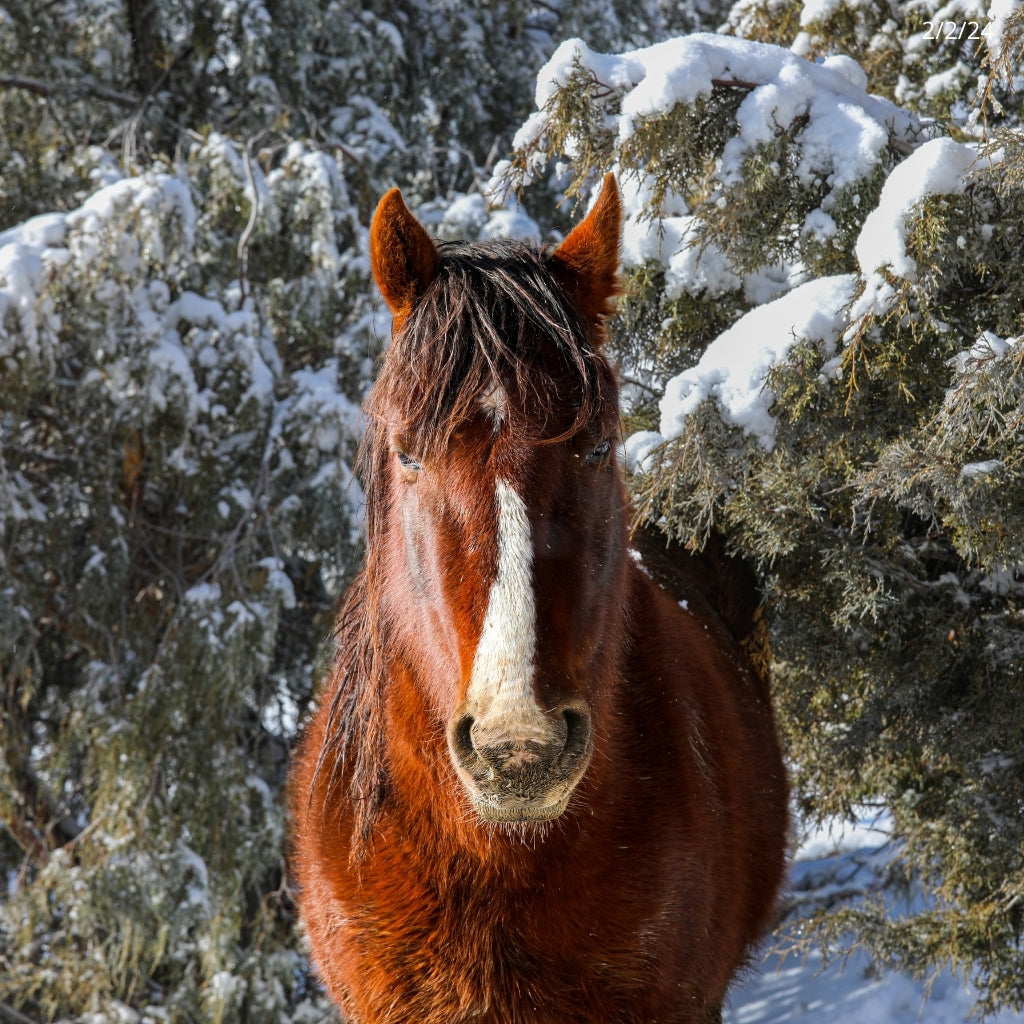 Tornado the Alpine Gelding – Nirvana Mustang Sanctuary