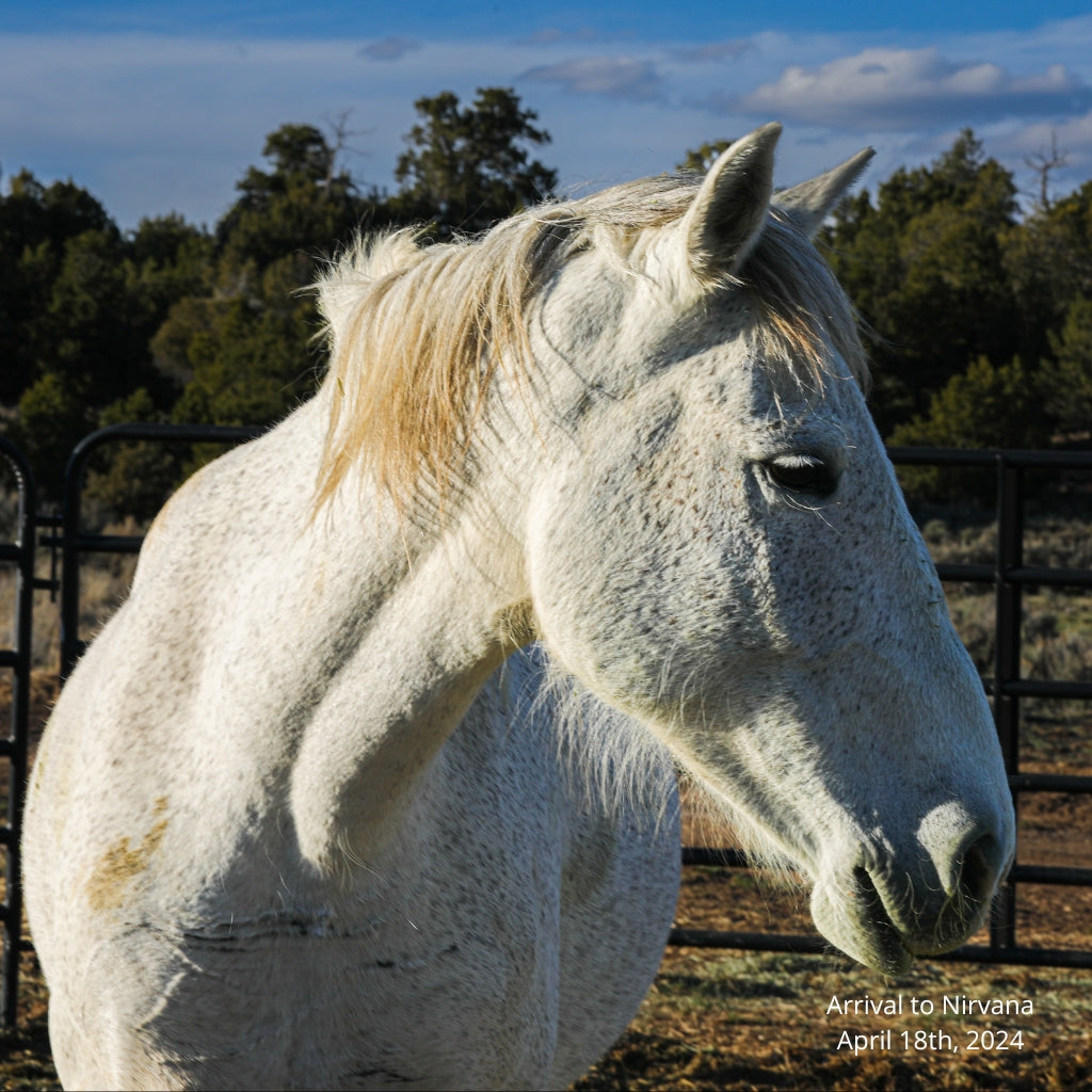Cheyenne – Nirvana Mustang Sanctuary