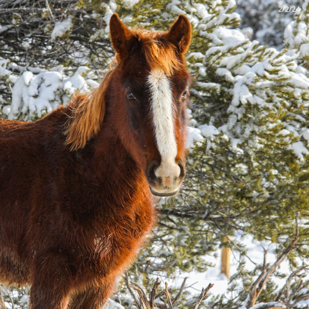 Sunshine the Alpine Filly – Nirvana Mustang Sanctuary