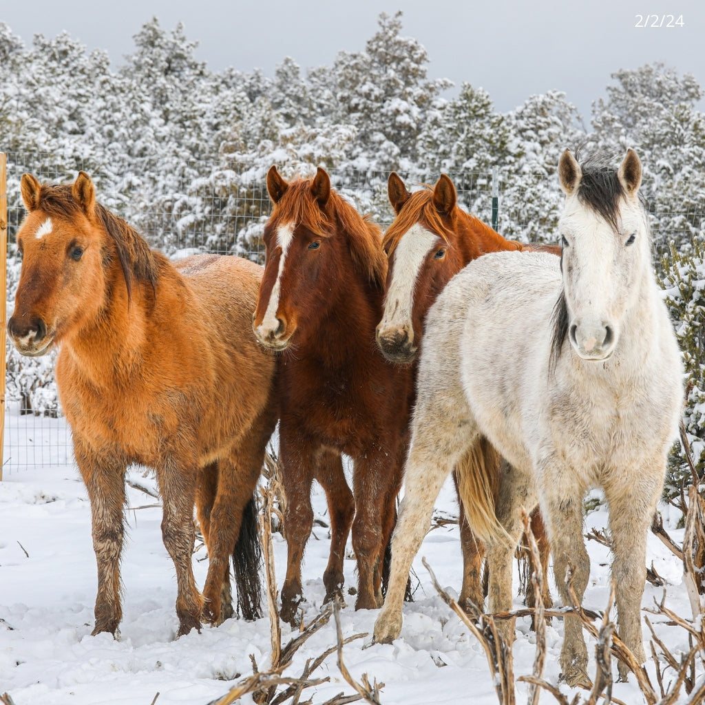 Thunder the Alpine Gelding – Nirvana Mustang Sanctuary
