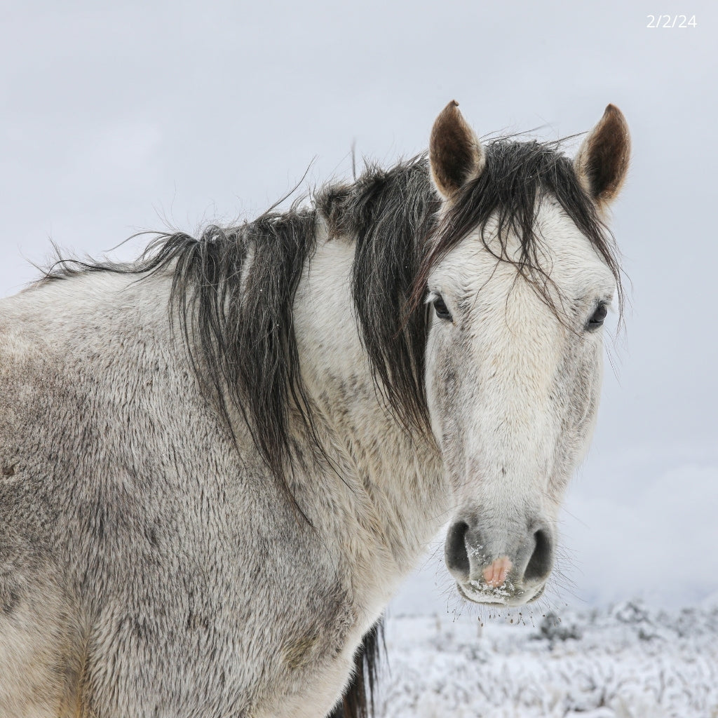 Thunder the Alpine Gelding – Nirvana Mustang Sanctuary
