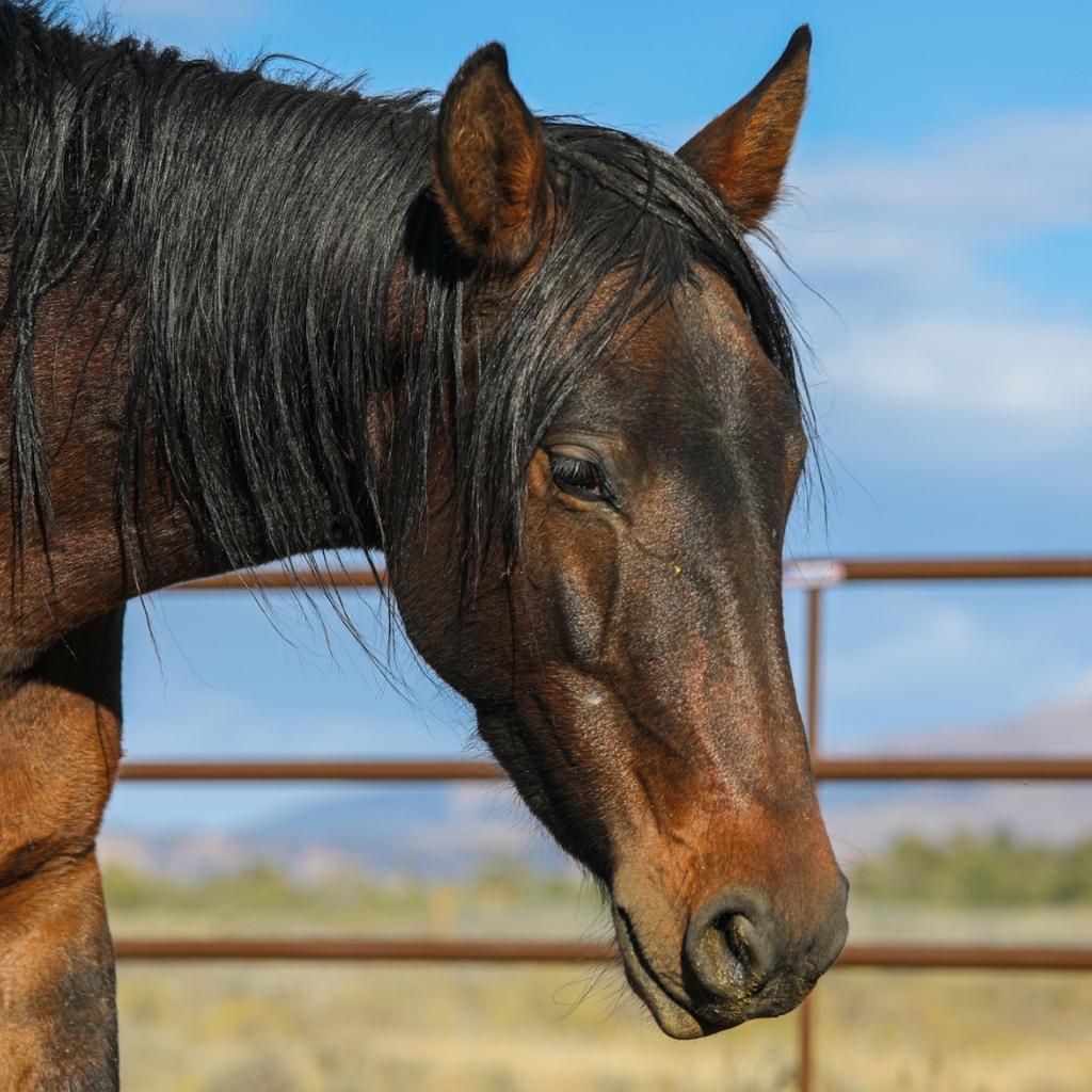 Aditi the Alpine Mare – Nirvana Mustang Sanctuary