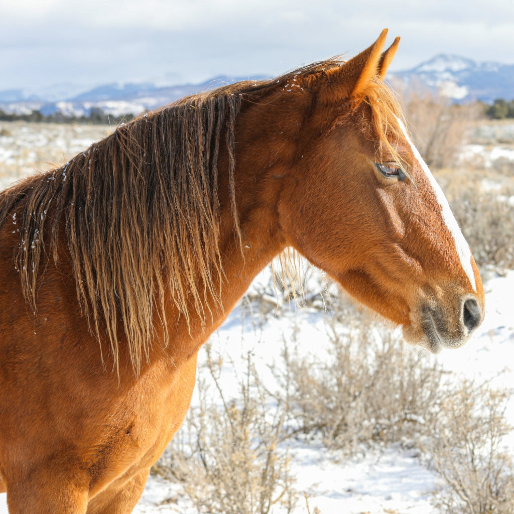 Alzena the Alpine Mare – Nirvana Mustang Sanctuary