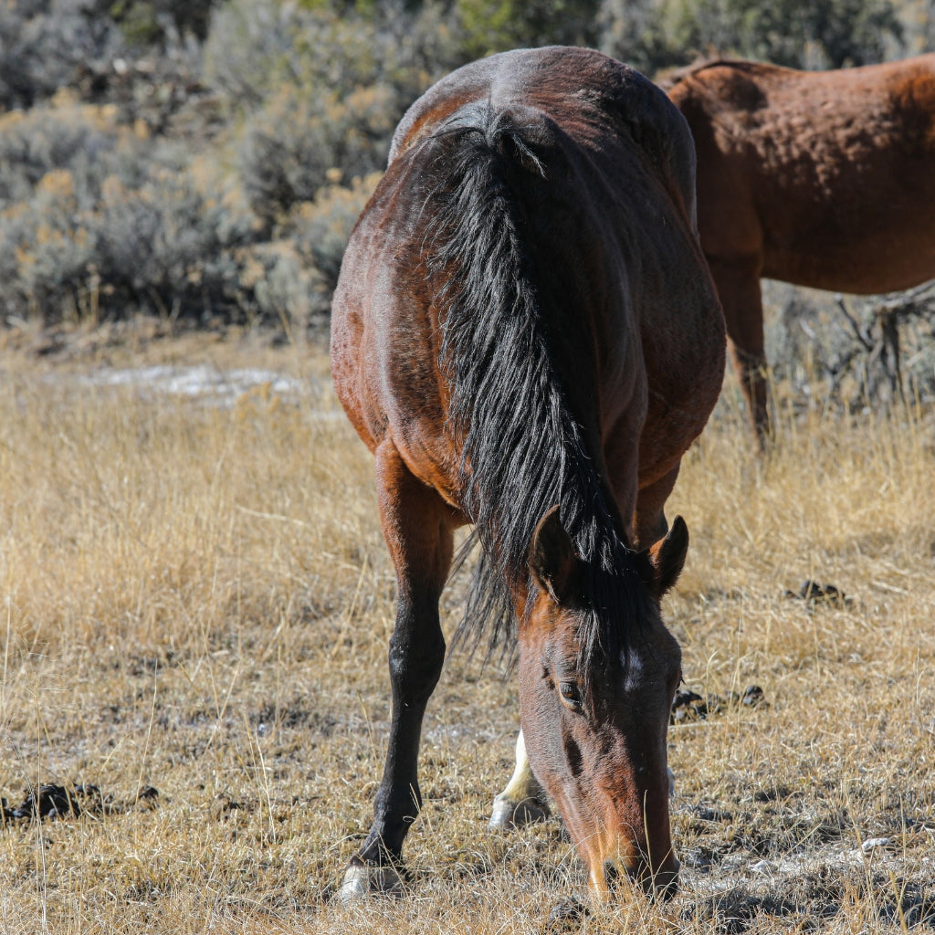 Aster the Alpine Mare – Nirvana Mustang Sanctuary