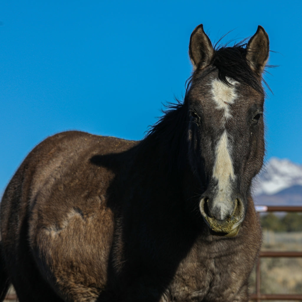 Santana the Alpine Colt – Nirvana Mustang Sanctuary