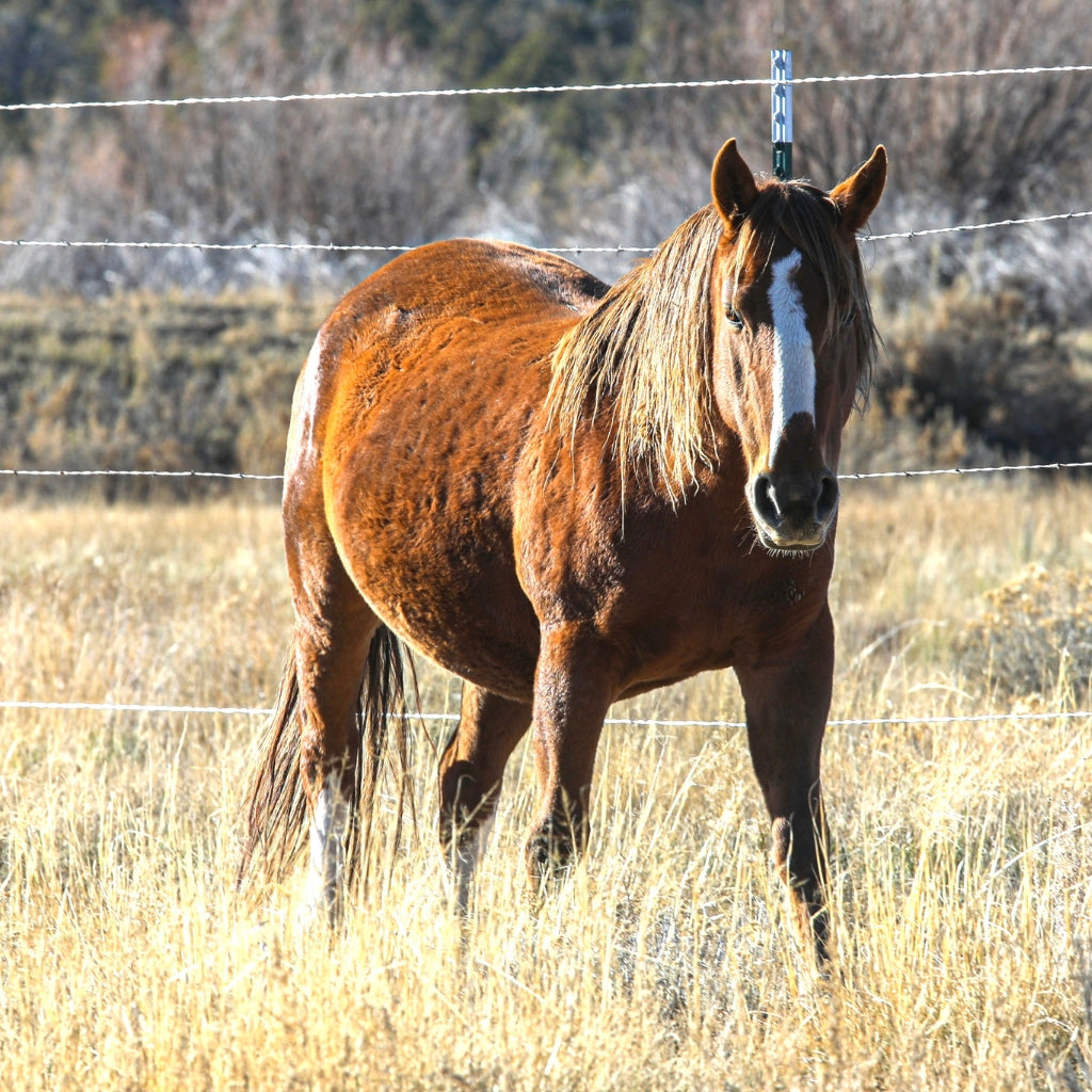 Alzena the Alpine Mare – Nirvana Mustang Sanctuary