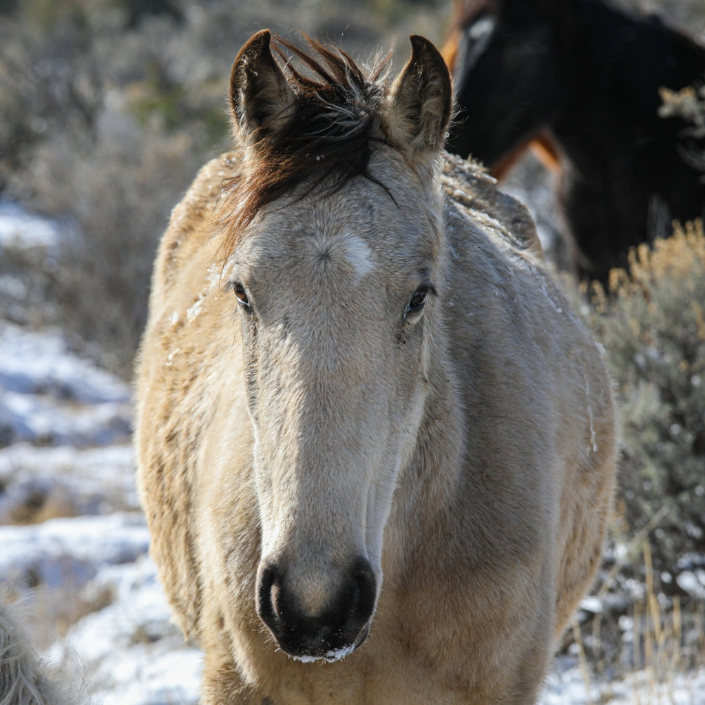 Flora the Alpine Mare – Nirvana Mustang Sanctuary