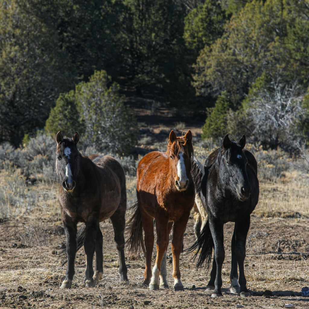Little Colorado the Alpine Colt – Nirvana Mustang Sanctuary