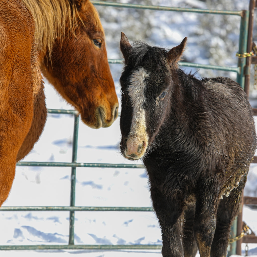 Rosy the Alpine Mare & Creek the Alpine Foal – Nirvana Mustang Sanctuary