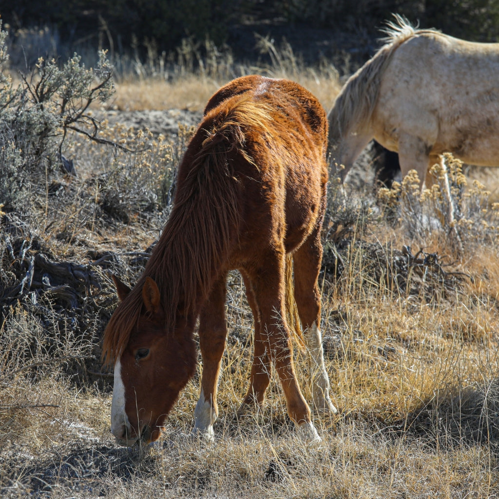 Little Colorado the Alpine Colt – Nirvana Mustang Sanctuary