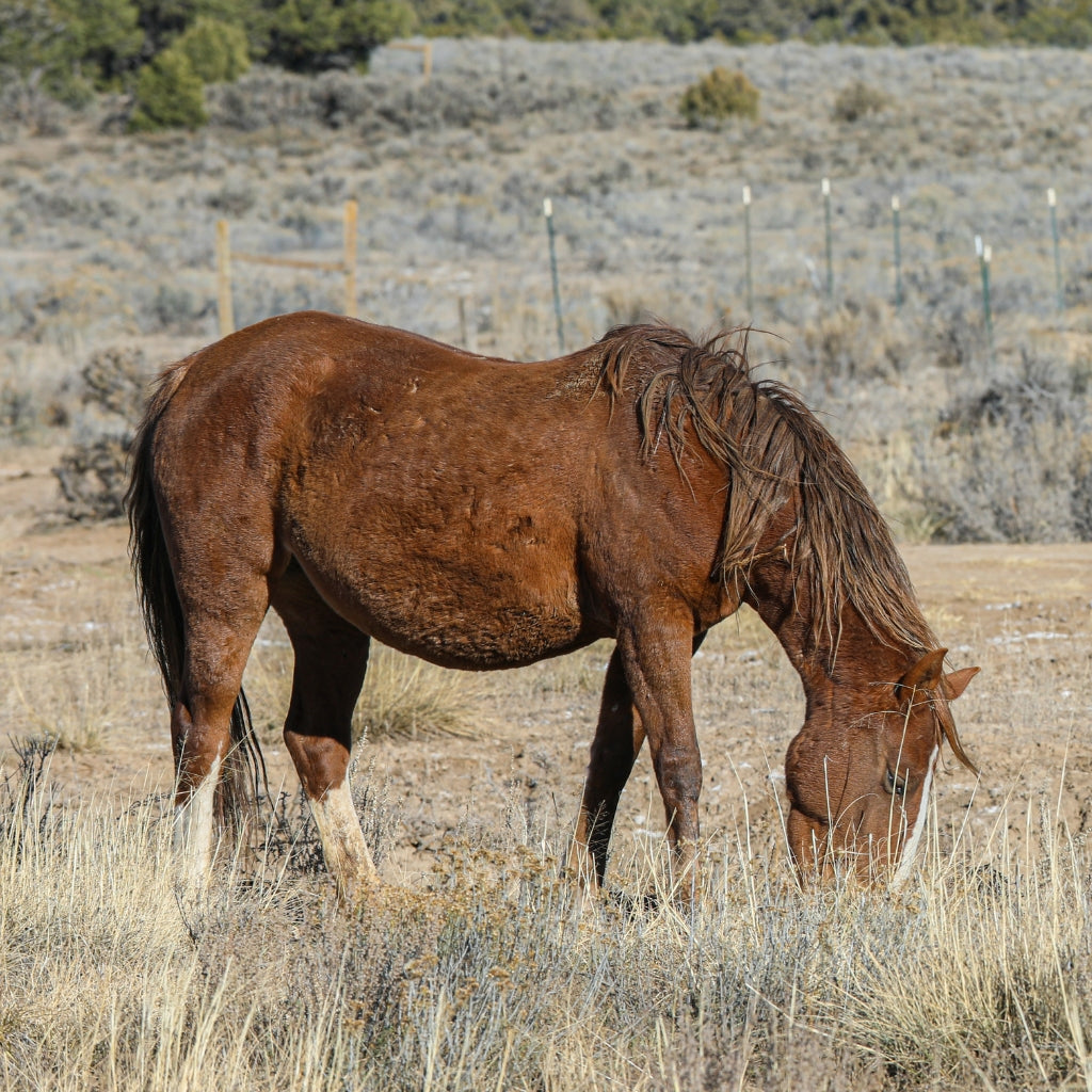 Alzena the Alpine Mare – Nirvana Mustang Sanctuary