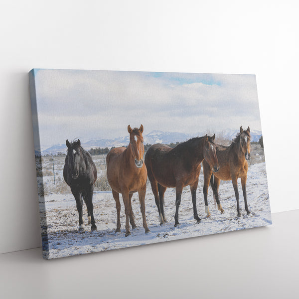 "First Snow" Canvas Wall Hanging – Nirvana Mustang Sanctuary