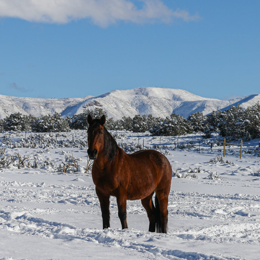 Nova – Nirvana Mustang Sanctuary