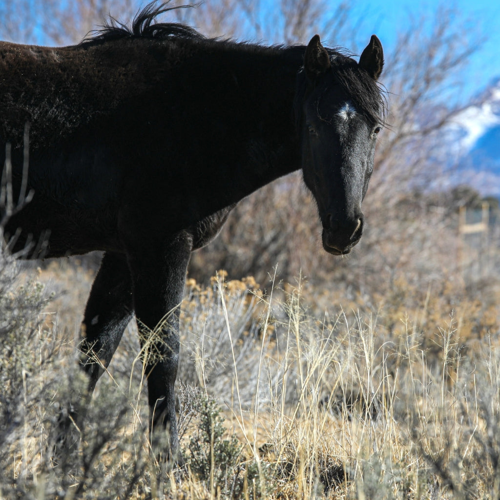 Fauna the Alpine Mare – Nirvana Mustang Sanctuary