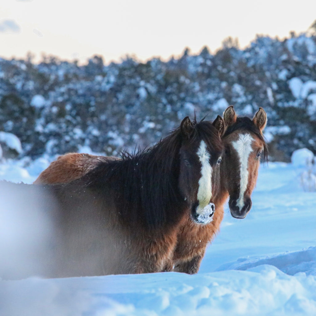 Muddy the Alpine Colt – Nirvana Mustang Sanctuary