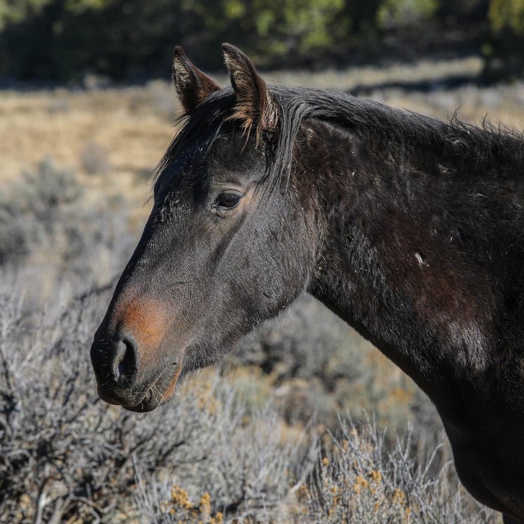 Amira the Alpine Mare – Nirvana Mustang Sanctuary
