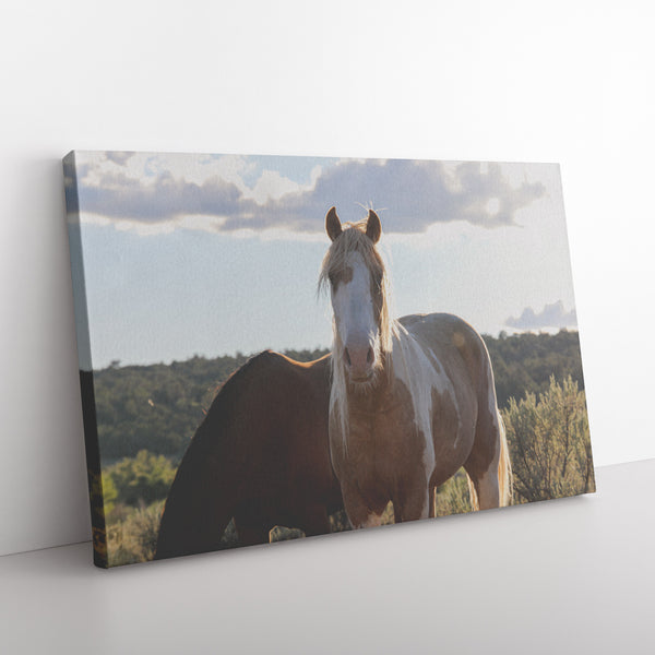 "Sundancer's Gaze" Canvas Wall Hanging – Nirvana Mustang Sanctuary
